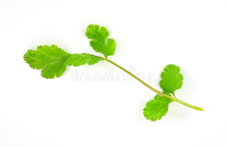 32,119 Cilantro Herb Stock Photos - Free & Royalty-Free Stock Photos ...