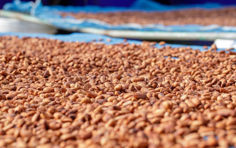 Organic Cocoa Beans Sun Drying on a Farm Stock Photo - Image of cooking, beans: 210646648
