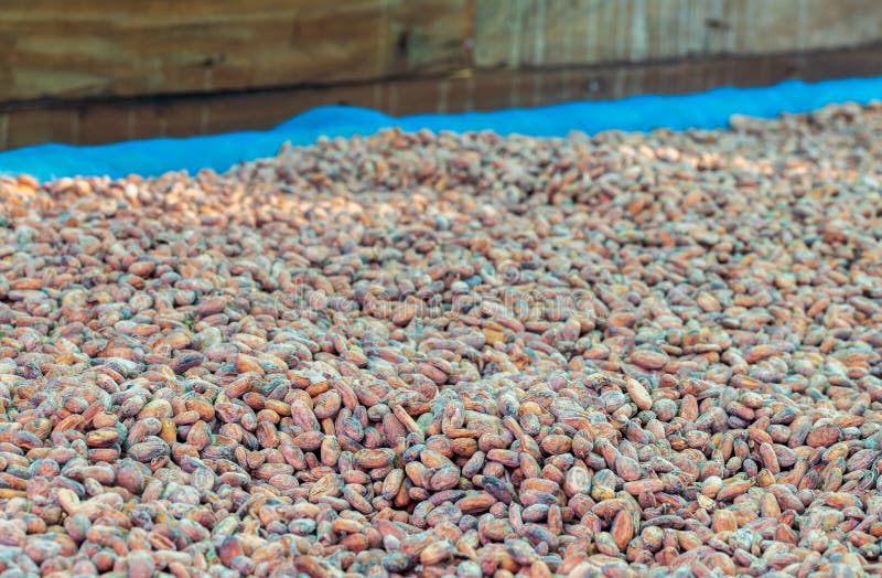 Organic Cocoa Beans Sun Drying on a Farm Stock Image - Image of candy ...