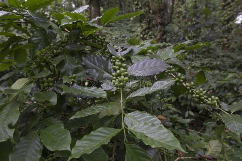Organic Coffee Plantation in Karnataka. India Stock Image - Image of ...