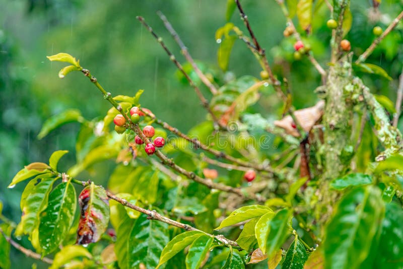 Organic Coffee Plantation in Rain Forest Stock Photo - Image of ...