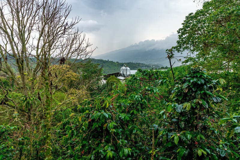 Organic Coffee Plantation in Rain Forest Stock Photo - Image of fruit ...