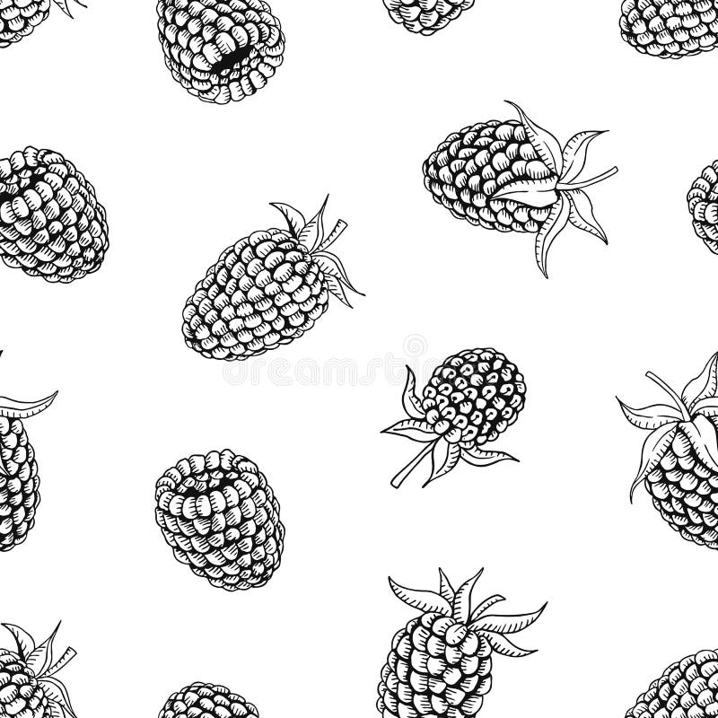 Raspberry Vector Drawing. Isolated Berry Sketch on White Backgro Stock ...