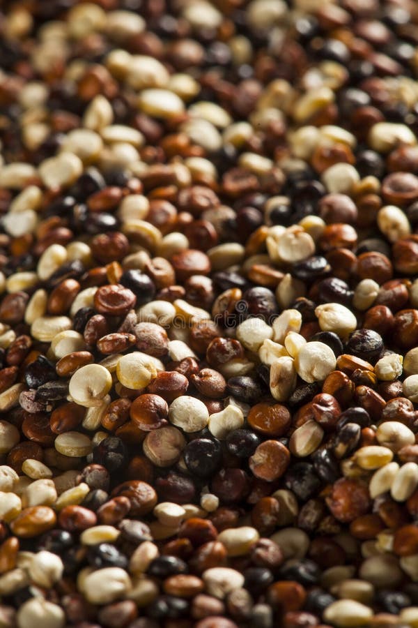 Organic Colorful Raw Quinoa Stock Photo - Image of heap, crop: 39849942
