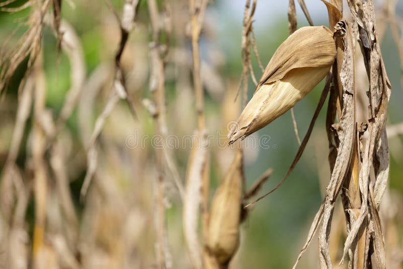 Organic corn stock photo. Image of agriculture, field - 29328934