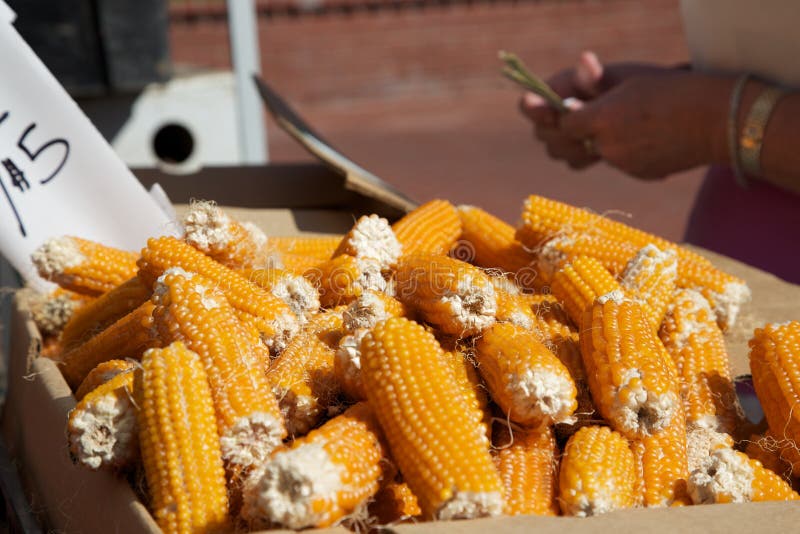 Organic Corn stock photo. Image of buying, natural, cute - 30461232