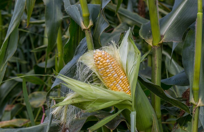 Organic corn stock photo. Image of organic, season, vegetable - 100466834