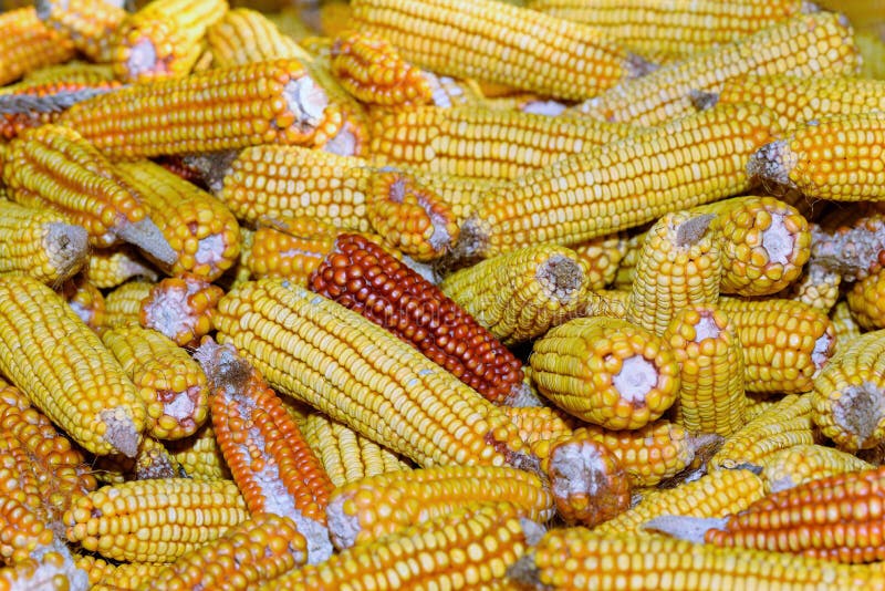 Organic corn stock image. Image of leaf, farm, natural - 61854337