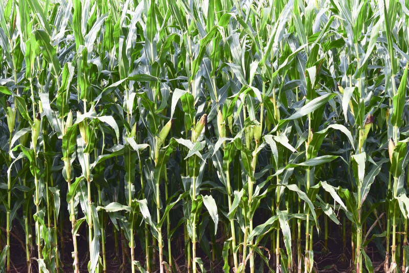 Organic corn farm in India stock photo. Image of ground - 255727022