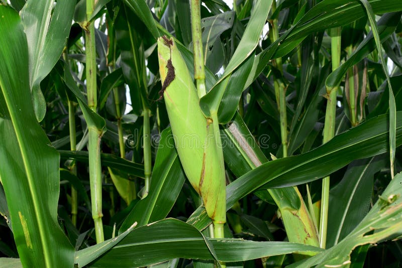 Organic corn farm in India stock image. Image of yellow - 255727087