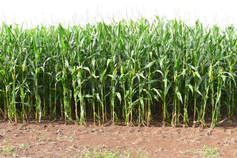 Organic corn farm in India stock photo. Image of environment - 255727206