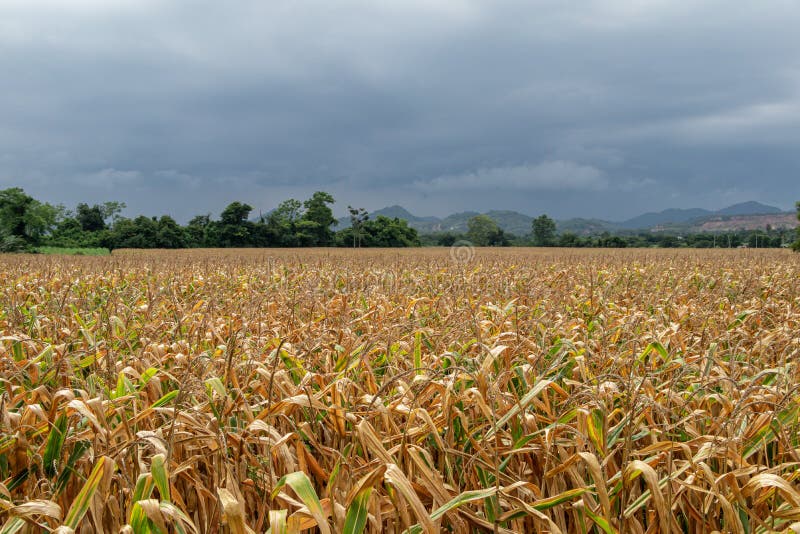 Organic Corn Field at Agriculture Field. Stock Photo - Image of food ...