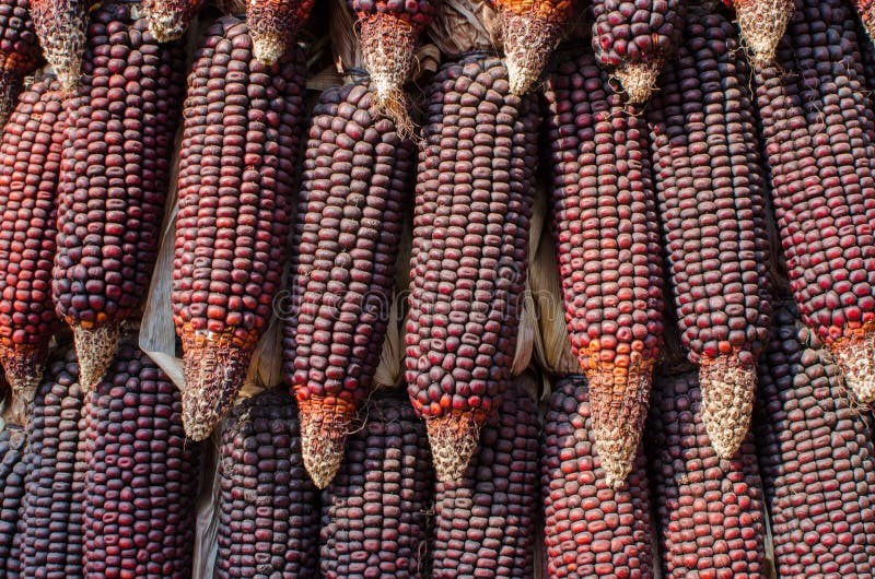 Organic corn stock image. Image of meal, grain, horizontal - 63820273