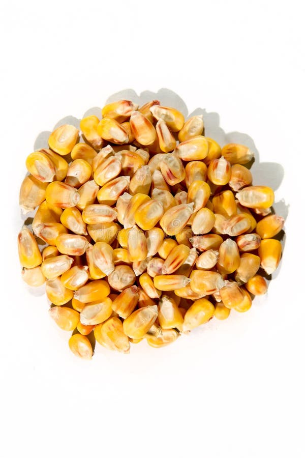 Organic corn stock photo. Image of edible, carbohydrate - 80511620
