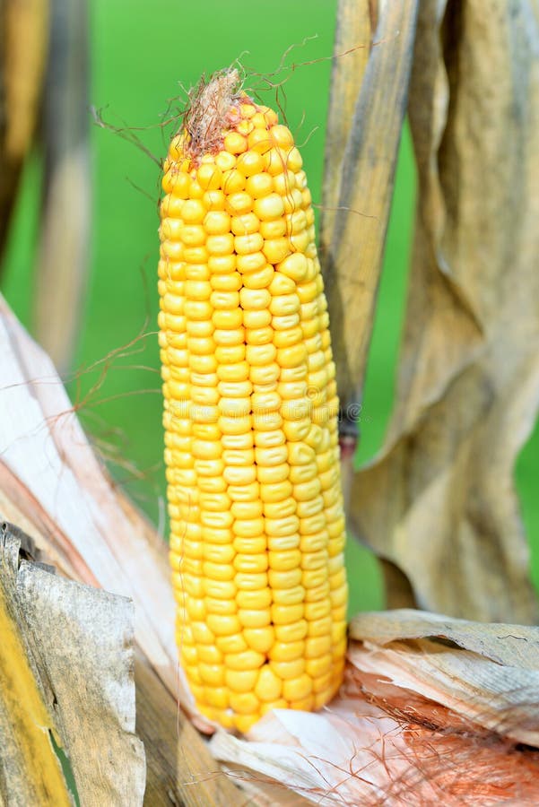 Organic corn stock photo. Image of golden, kernels, growing - 60334458