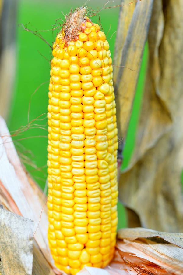 Organic corn stock photo. Image of paint, organic, americas - 60334468
