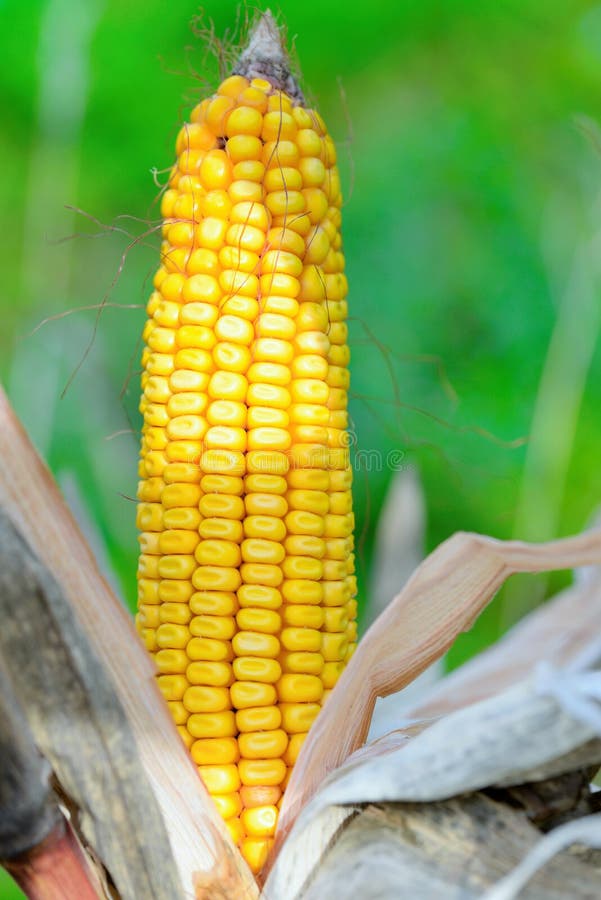 Organic corn stock image. Image of food, farm, green - 60334751