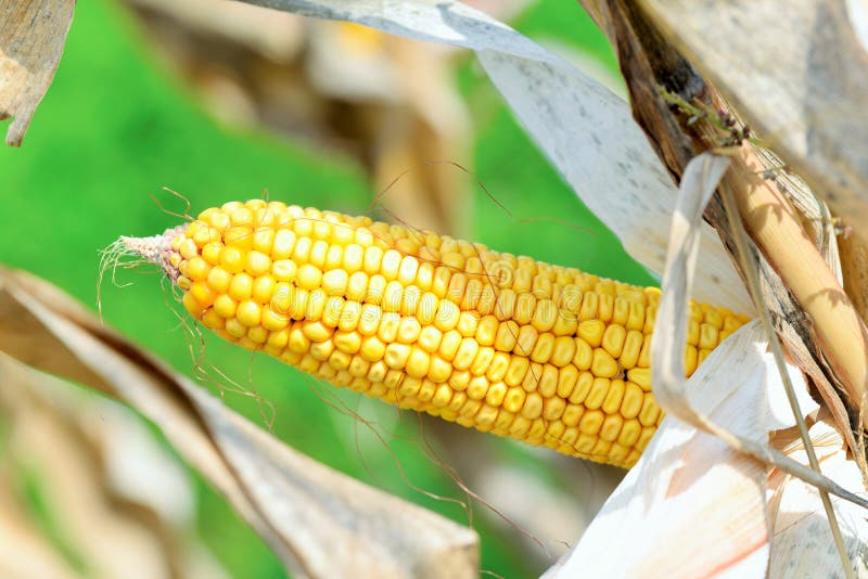 Organic corn stock photo. Image of field, grown, nutrition - 60334986