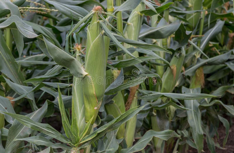 Organic corn stock image. Image of farm, market, crop - 100466743