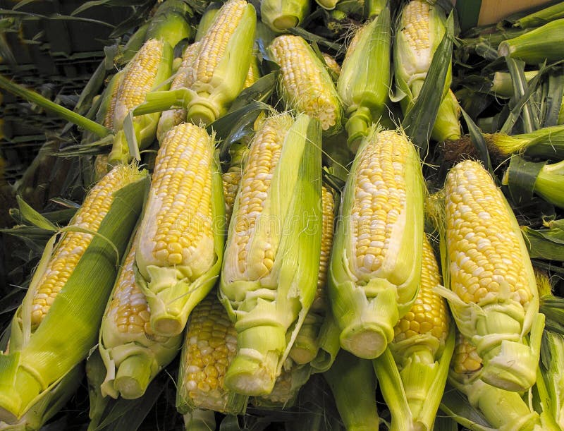 Organic Corn for Sale at Market Stock Image - Image of food, kernel ...