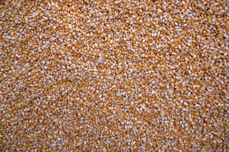 Organic Corn Seed Pattern Texture Can Be Used As a Background Stock ...