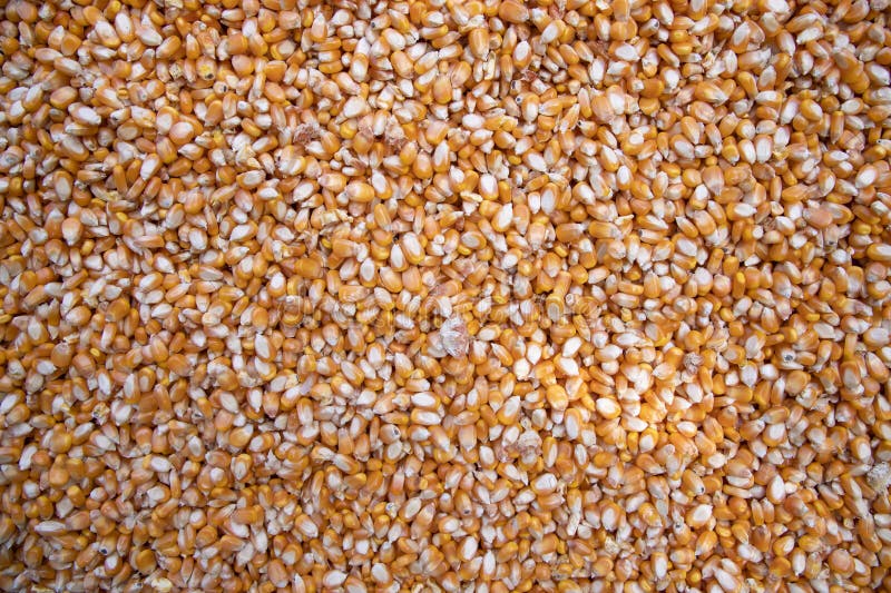 Organic Corn Seed Pattern Texture Can Be Used As a Background Stock ...