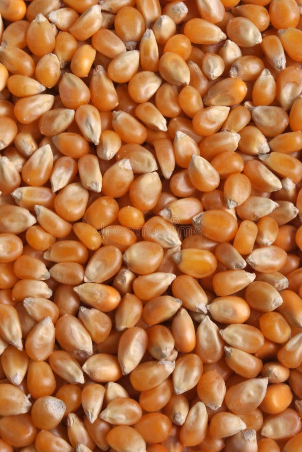 Organic Corn To Use As Background Stock Photo - Image of tasting, diet ...