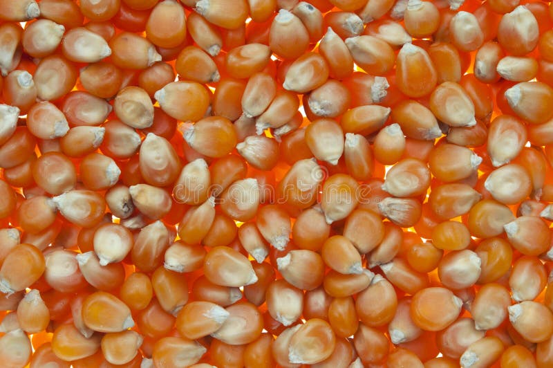 Organic corn stock image. Image of harvesting, organic - 38894699