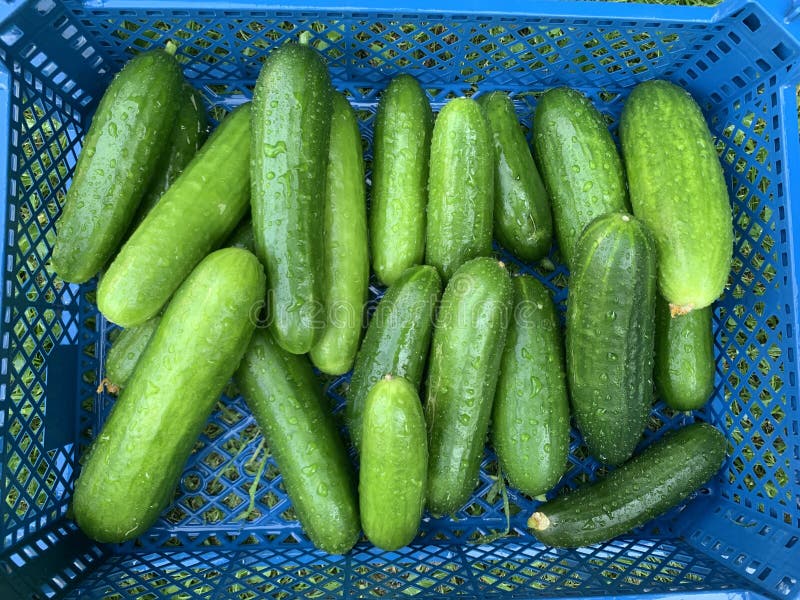 Organic Cucumbers Freshly Harvested on a Market Counter Stock Photo ...