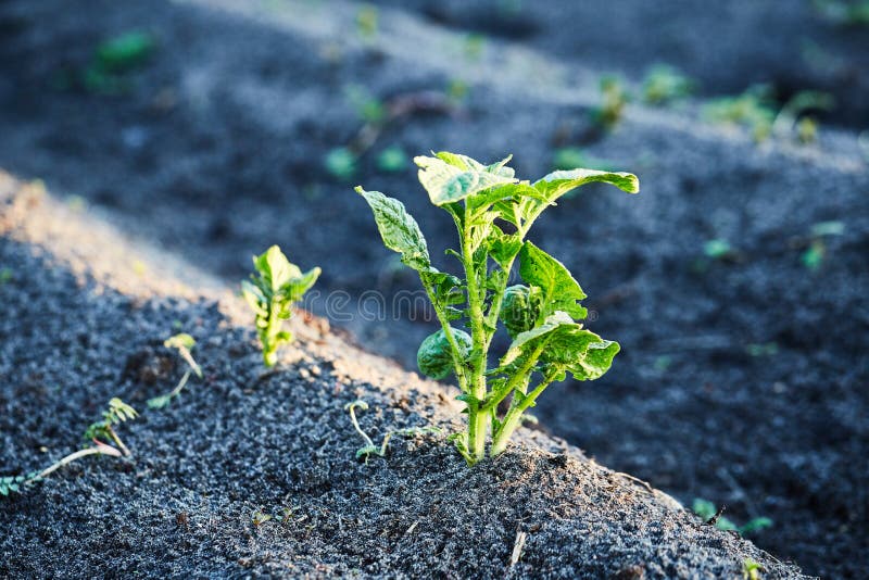 Organic Cultivation of Potatoes.. the Green Shoots of Young Potato ...