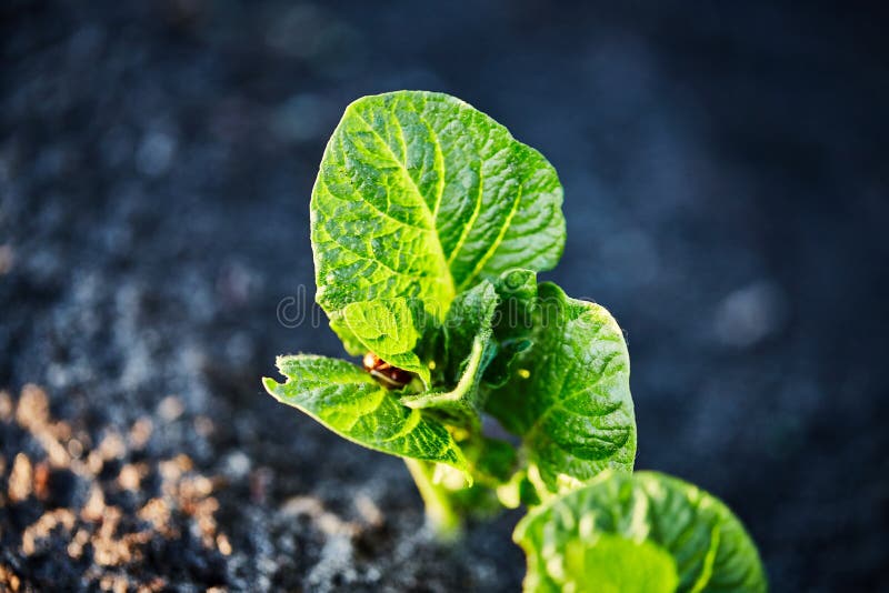 Cultivation of Potatoes in Russia. Landscape with Agricultural Fields ...