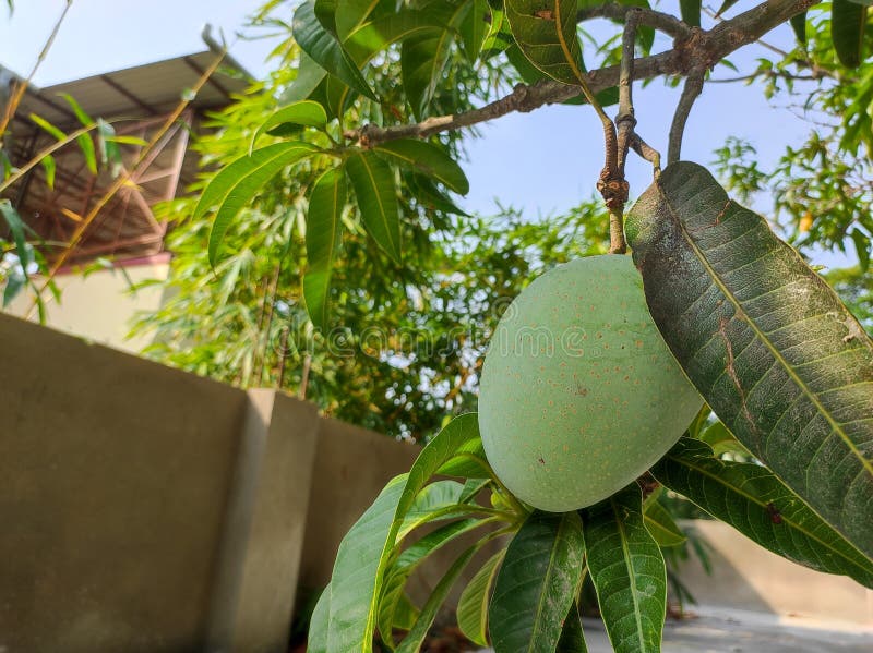 Organic and Delicious Mango Hanging on the Tree Stock Image - Image of ...