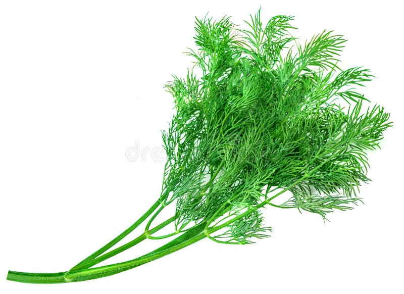 Organic Dill Herb Isolated on White Background. Bunch of Fresh Green ...