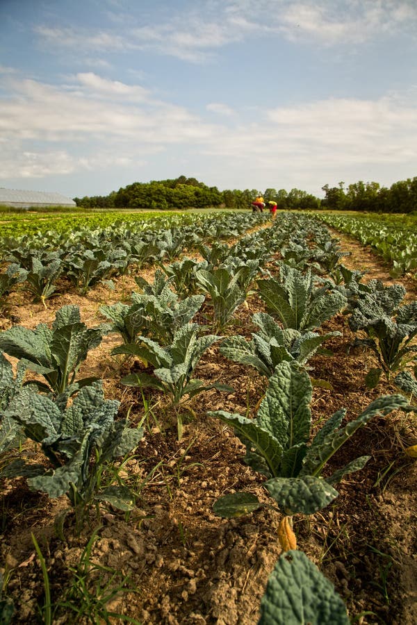 Organic Dinosaur kale stock photo. Image of farmland - 56204458