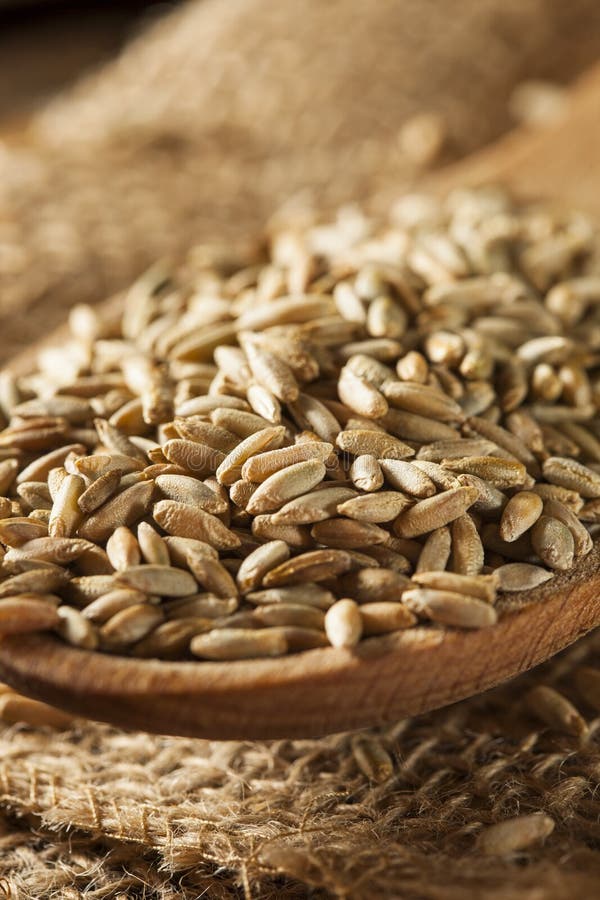 Organic Dry Raw Rye Grain stock photo. Image of cereal - 47103178