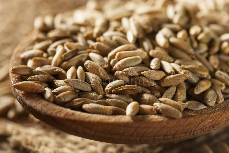 Organic Dry Raw Rye Grain stock photo. Image of agriculture - 47103186