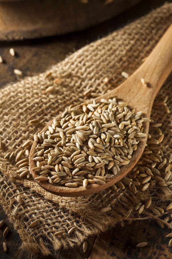 Organic Dry Raw Rye Grain stock photo. Image of barley - 47103246