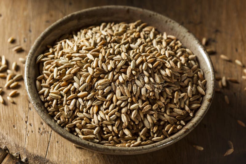 Organic Dry Raw Rye Grain stock photo. Image of nature - 47103276