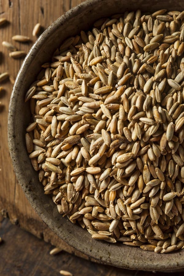 Organic Dry Raw Rye Grain stock photo. Image of food - 47103282