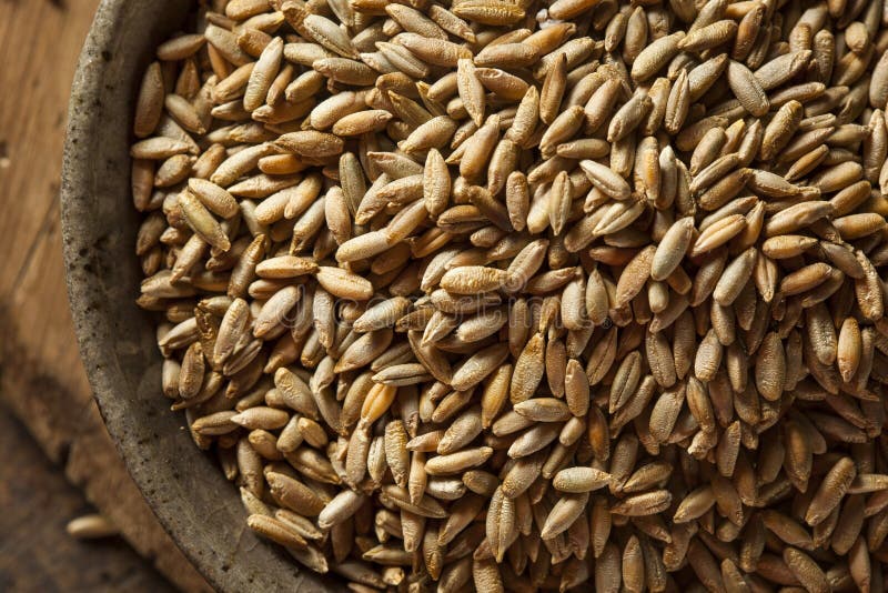 Organic Dry Raw Rye Grain stock photo. Image of seed - 47103286