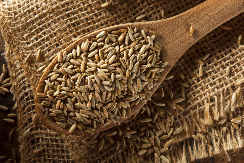 Organic Dry Raw Rye Grain stock image. Image of cereal - 47103319