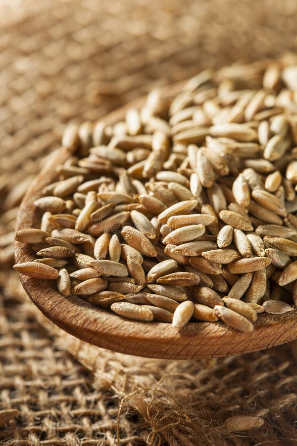 Organic Dry Raw Rye Grain stock image. Image of cereal - 47103523