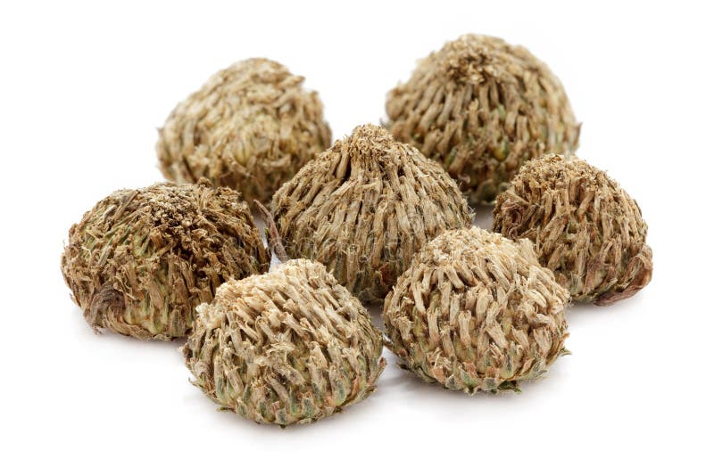 White Akarkara Seeds ( Anacyclus Pyrethrum ) Stock Photo - Image of ...