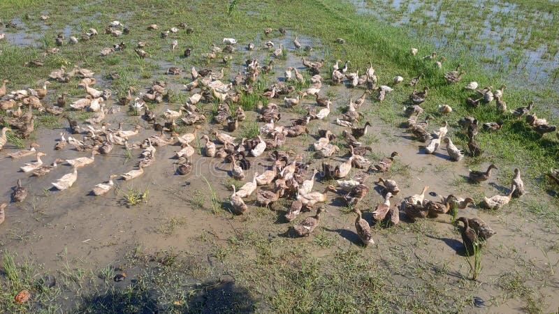 An Organic Duck Farm in India Stock Photo - Image of waterway ...