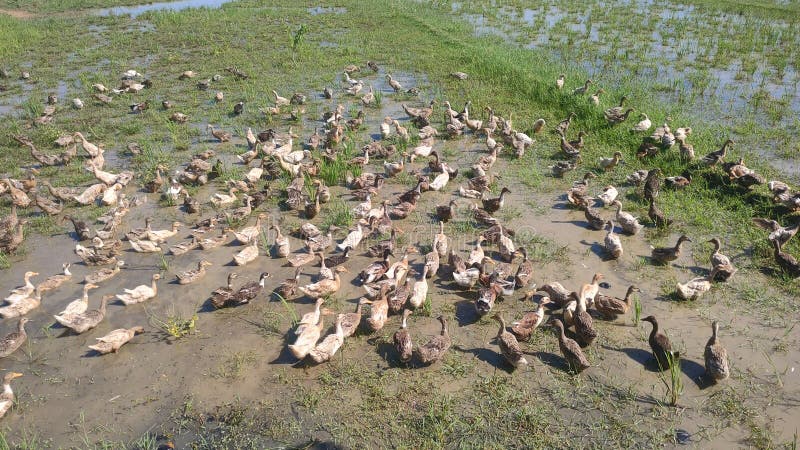 An Organic Duck Farm in India Stock Image - Image of lake, swan: 253860311