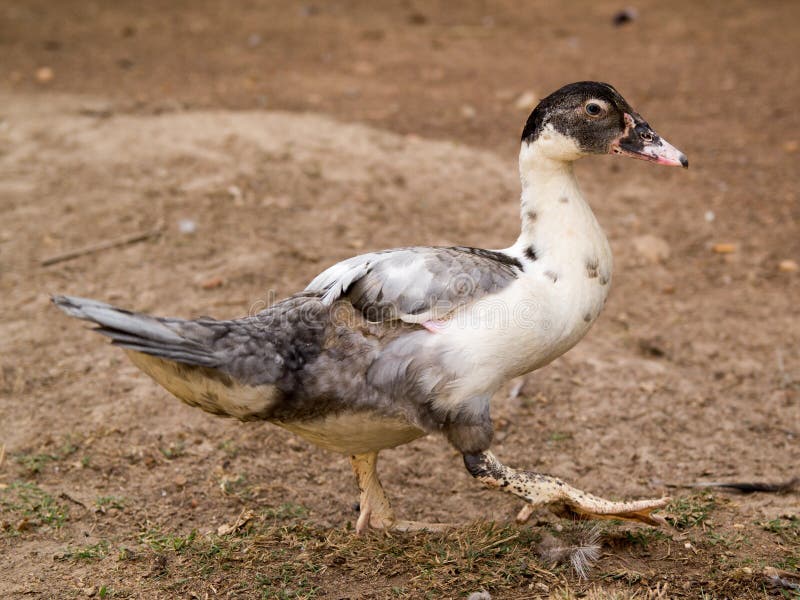 Organic Duck Farming in Rural. Stock Photo - Image of closeup, fauna ...