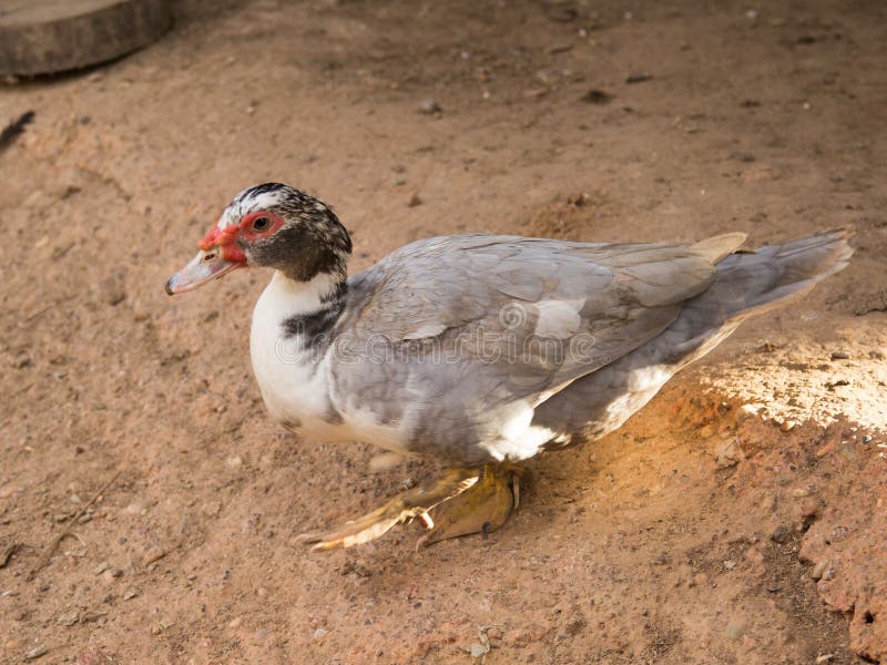 Organic Duck Farming in Rural. Stock Photo - Image of mallard, female ...