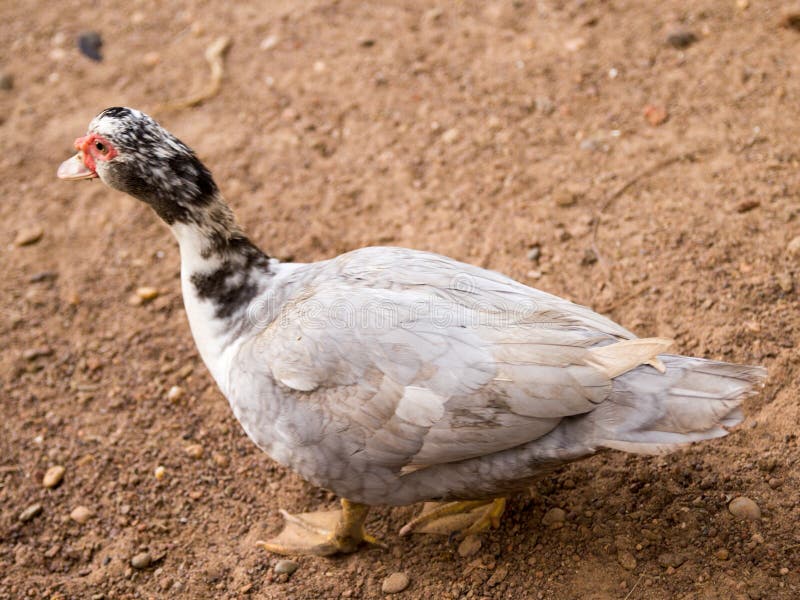Organic Duck Farming in Rural. Stock Photo - Image of animals, closeup ...