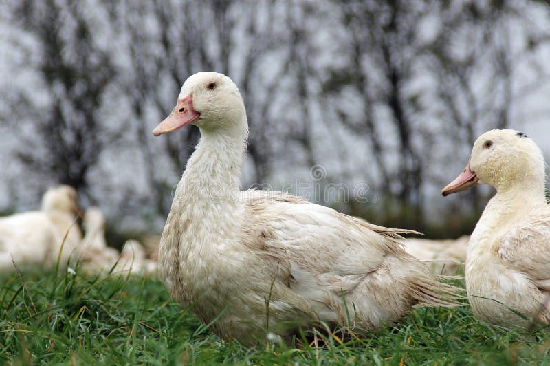 Ducks stock photo. Image of stroll, farm, domestic, garden - 14433740