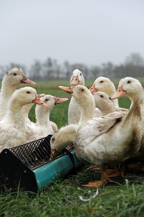 Organic ducks stock image. Image of animal, aviary, cute - 28727471